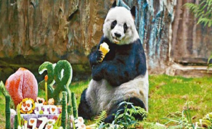 World's oldest panda turns 38 - TURKMENISTAN AND WORLD NEWS